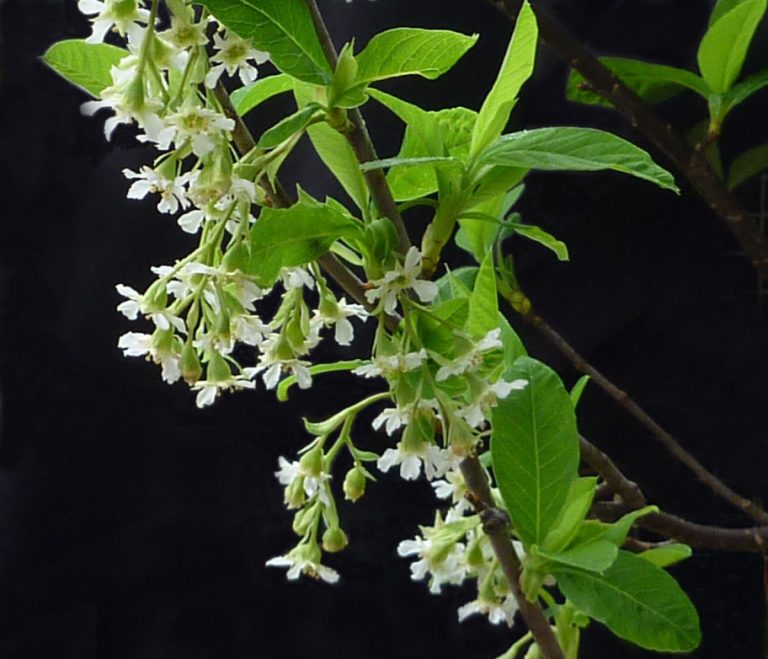 Oemleria cerasiformis (Oso Berry) - Native Here Nursery