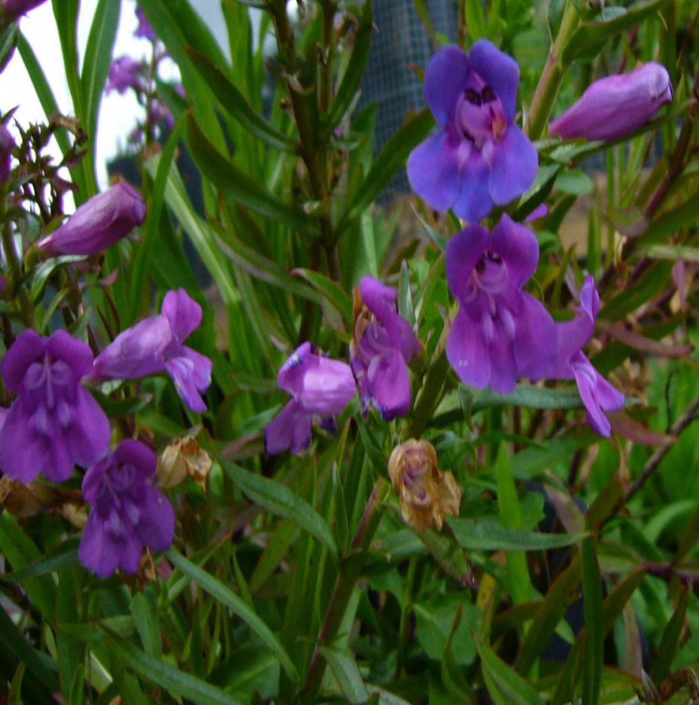 Penstemon heterophyllus var. purdyi (Foothill Penstemon) - Native Here ...