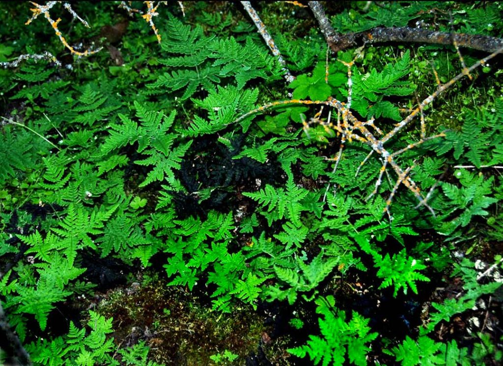 Pentagramma triangularis (Goldback Fern) - Native Here Nursery