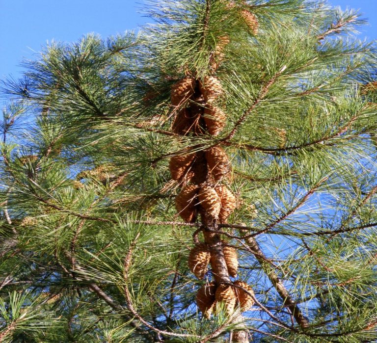 Pinus attenuata (Knobcone Pine) - Native Here Nursery