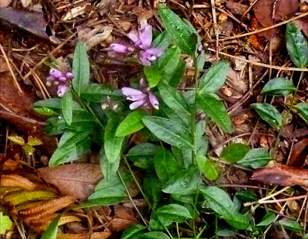 Polygala californica (California Milkwort) - Native Here Nursery
