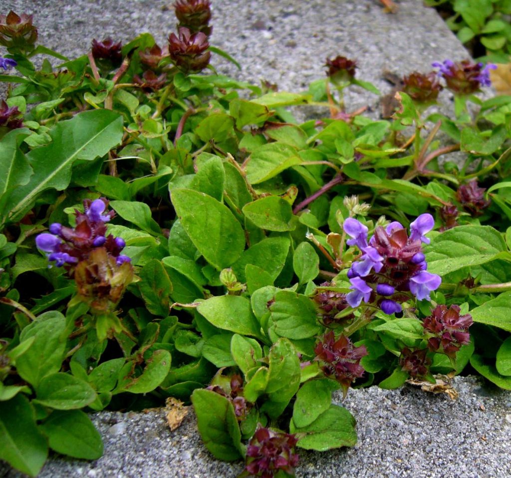 Prunella vulgaris var. lanceolata (Self-Heal) - Native Here Nursery