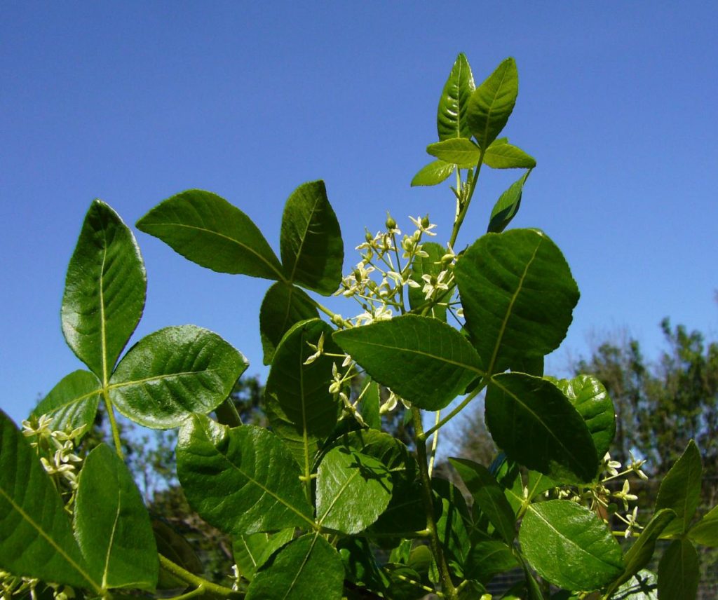 Ptelea crenulata (Hop Tree) - Native Here Nursery