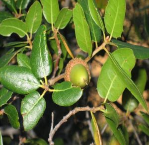 Quercus chrysolepis (Canyon Live Oak) - Native Here Nursery
