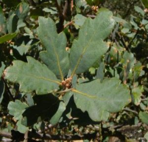 Quercus douglasii (Blue Oak) - Native Here Nursery