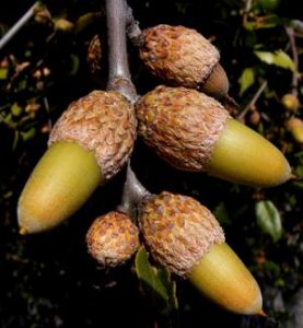 Quercus wislizeni var. frutescens (Interior Live Oak) - Native Here Nursery