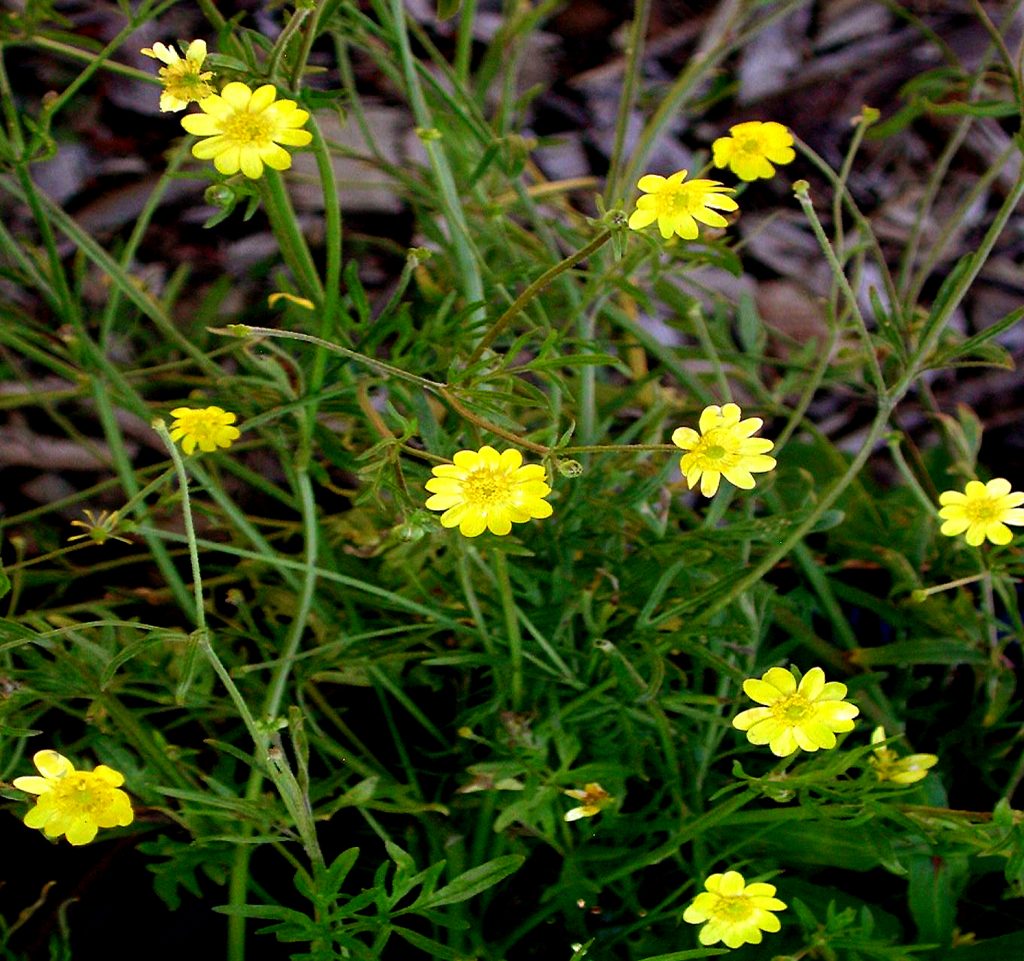 Ranunculus californicus var. californicus (California Buttercup ...