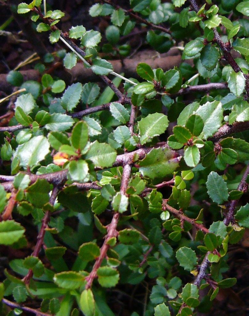 Rhamnus crocea (Spiny Redberry) - Native Here Nursery