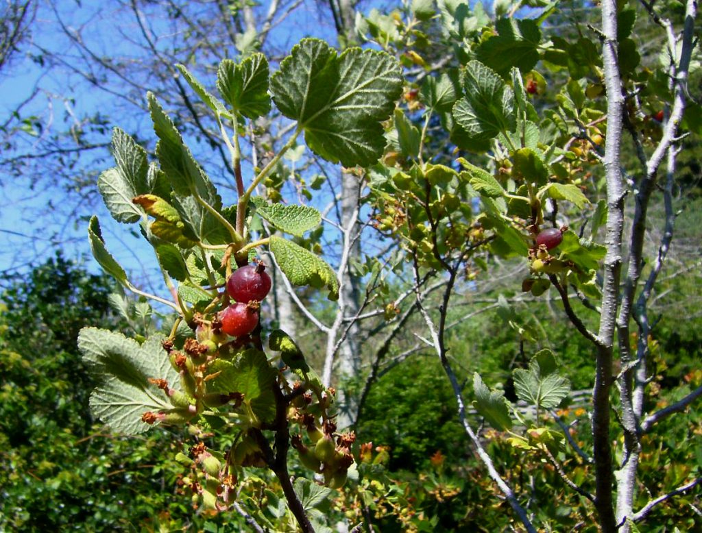 Ribes malvaceum var. malvaceum (Chaparral Currant) - Native Here Nursery