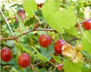 Ribes menziesii (Canyon Gooseberry) - Native Here Nursery