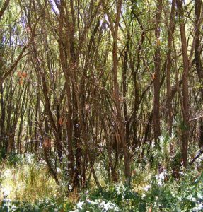 Salix laevigata (Red Willow) - Native Here Nursery