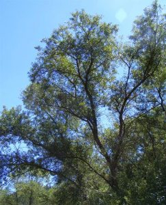 Salix laevigata (Red Willow) - Native Here Nursery