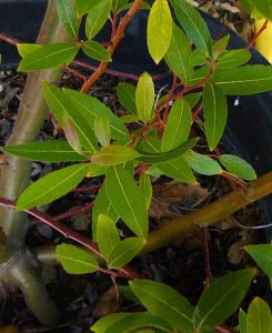 Salix lasiolepis (Arroyo Willow) - Native Here Nursery