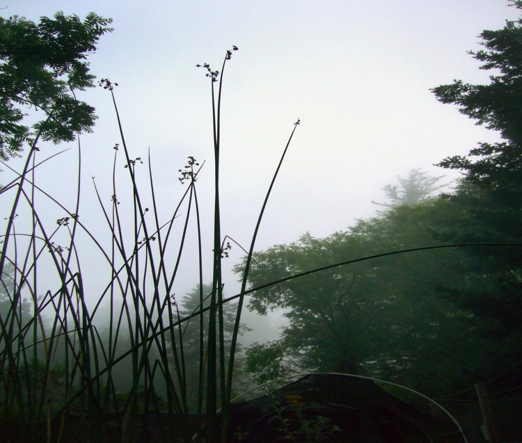 Schoenoplectus acutus var. occidentalis (Common Tule) - Native Here Nursery