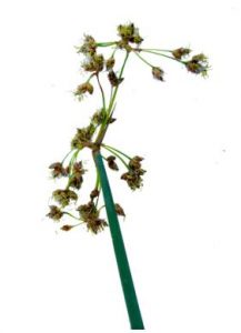 Schoenoplectus acutus var. occidentalis (Common Tule) - Native Here Nursery