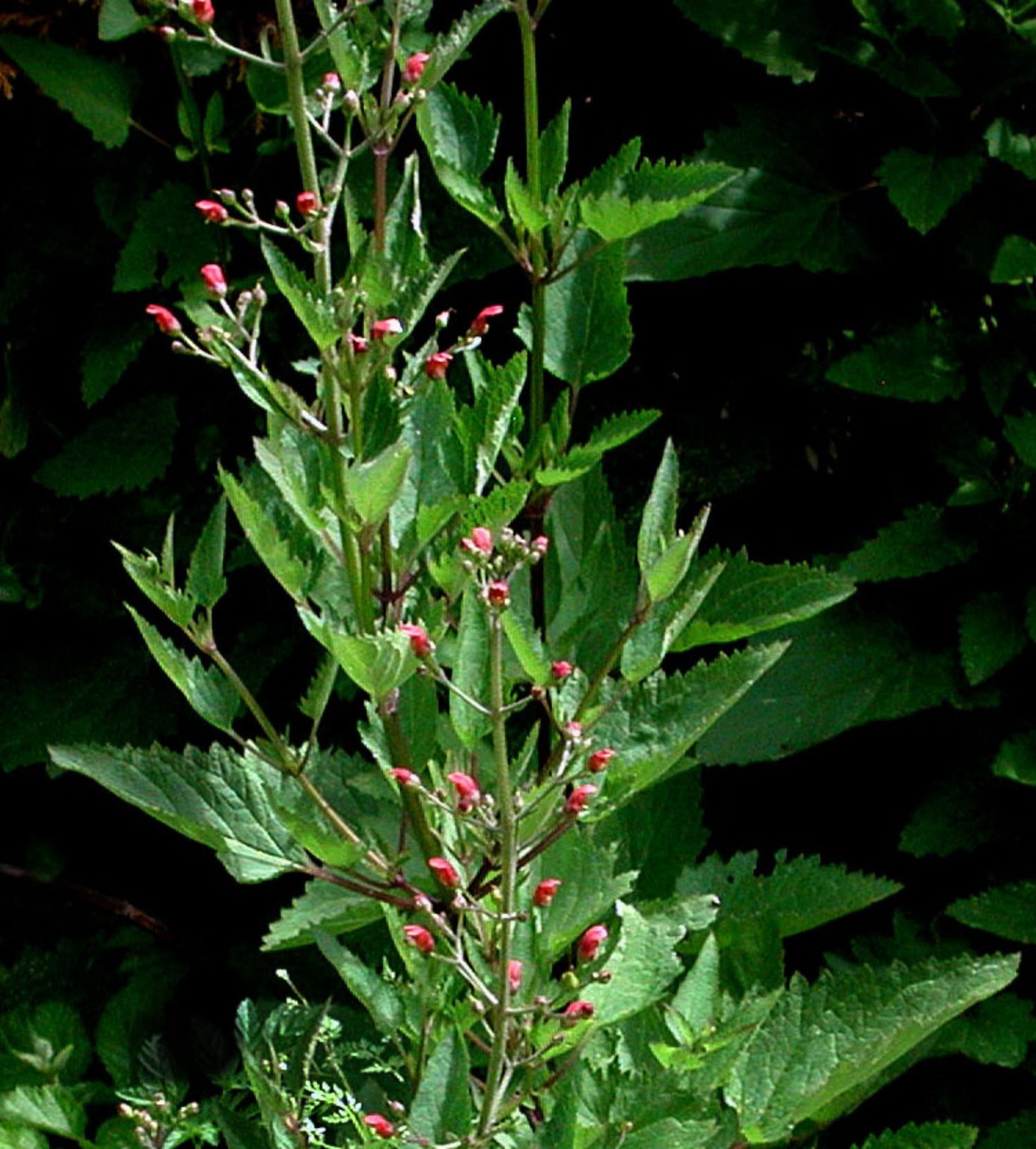 Scrophularia californica (Bee Plant) - Native Here Nursery