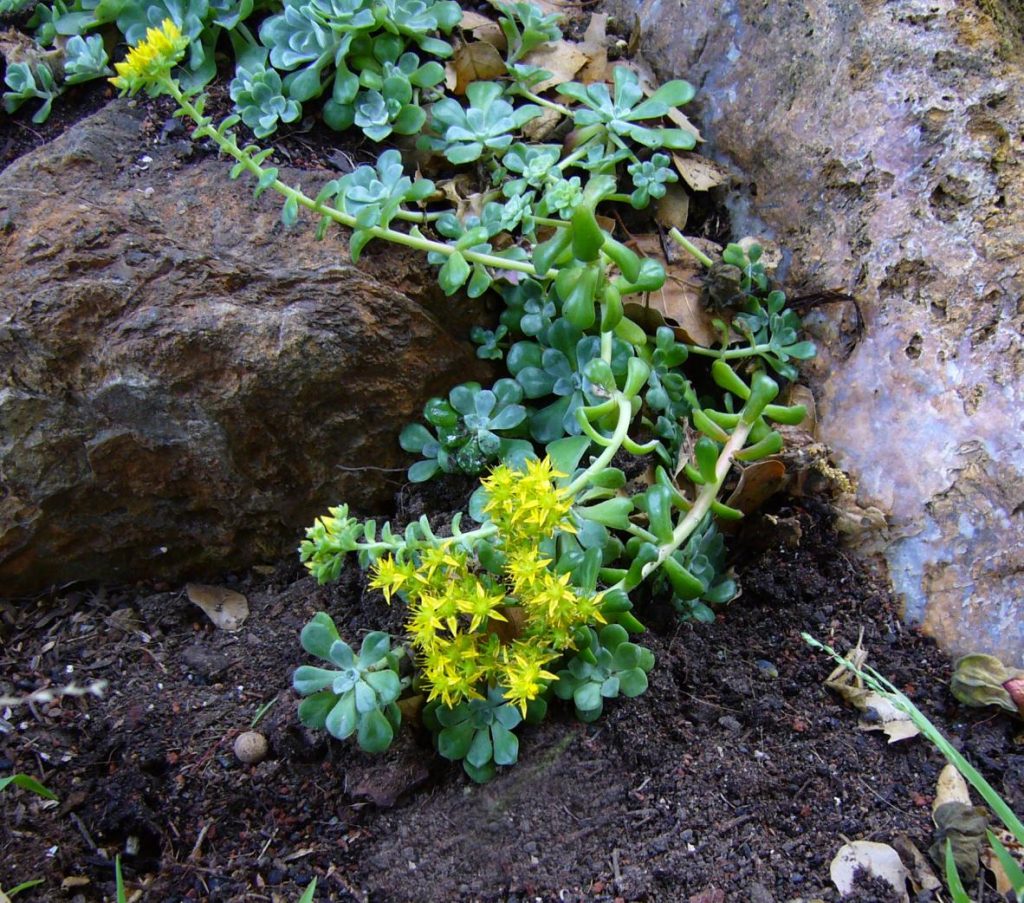 Sedum spathulifolium (Broadleaf Stonecrop) - Native Here Nursery