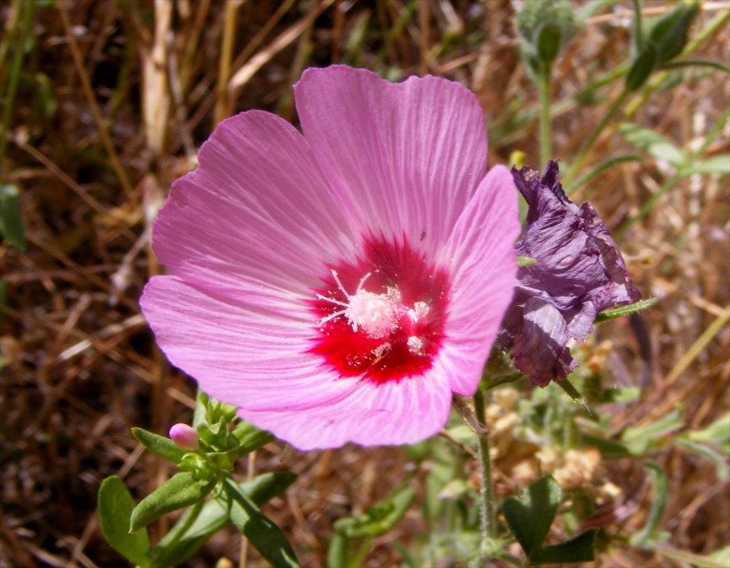 Sidalcea diploscypha (Fringed Checkerbloom) - Native Here Nursery