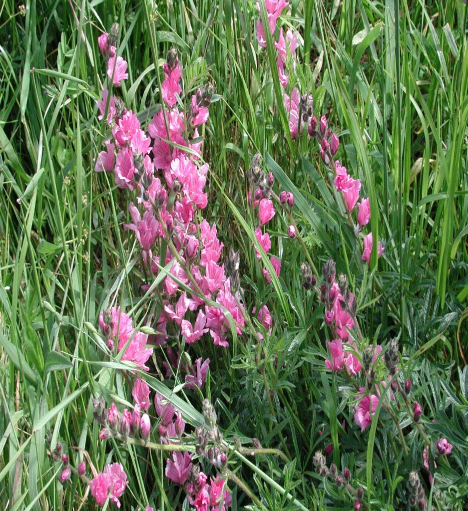 Sidalcea malviflora subsp. malviflora (Checkerbloom) - Native Here Nursery