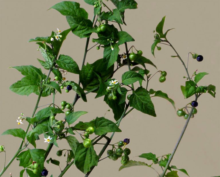 Solanum americanum (American Black Nightshade) - Native Here Nursery