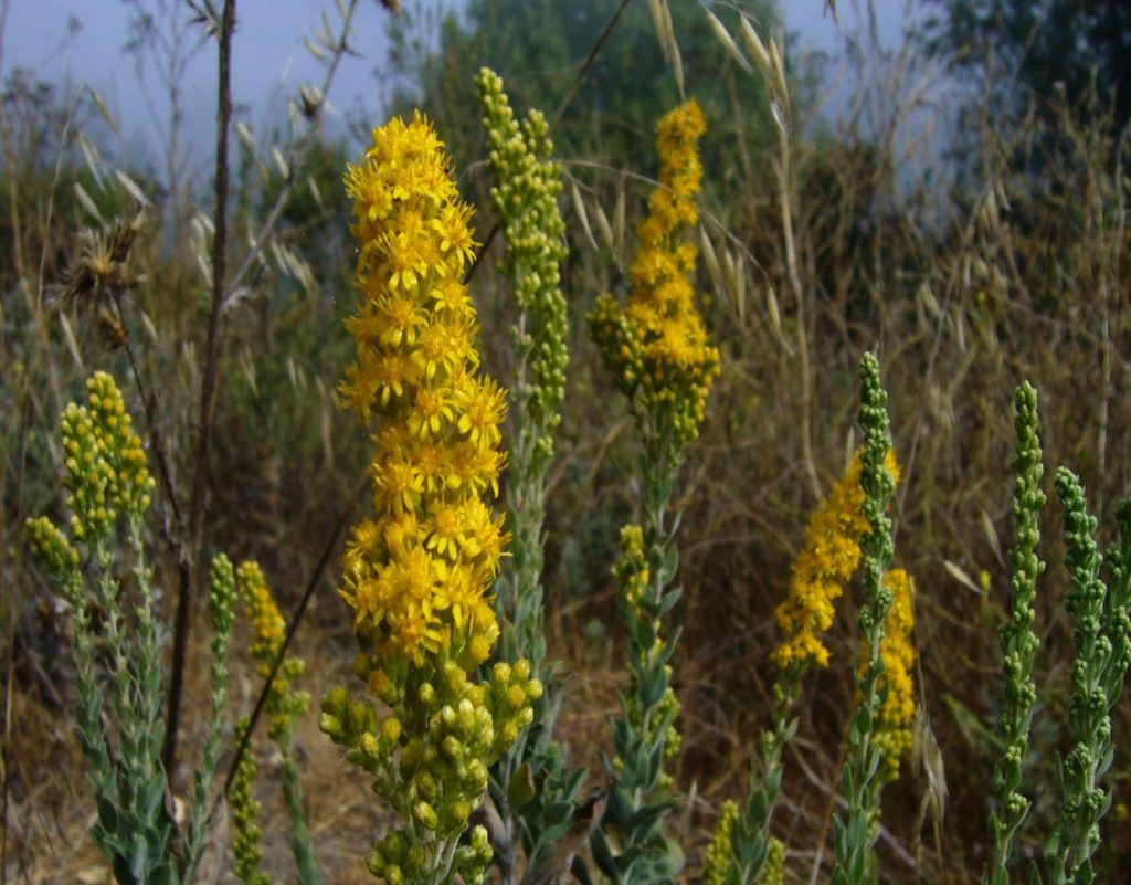 Solidago velutina subsp. californica (California Goldenrod) - Native ...