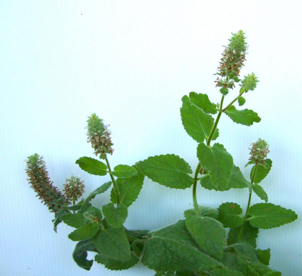 Stachys pycnantha (Short-Spiked Hedge Nettle) - Native Here Nursery