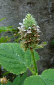 Stachys pycnantha (Short-Spiked Hedge Nettle) - Native Here Nursery