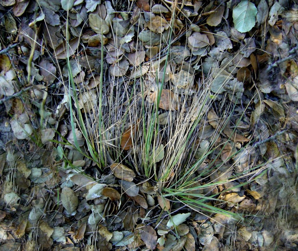Stipa cernua (Nodding Needlegrass) - Native Here Nursery