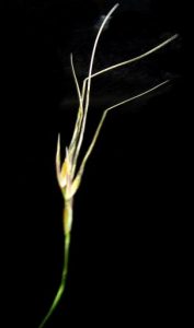 Stipa cernua (Nodding Needlegrass) - Native Here Nursery
