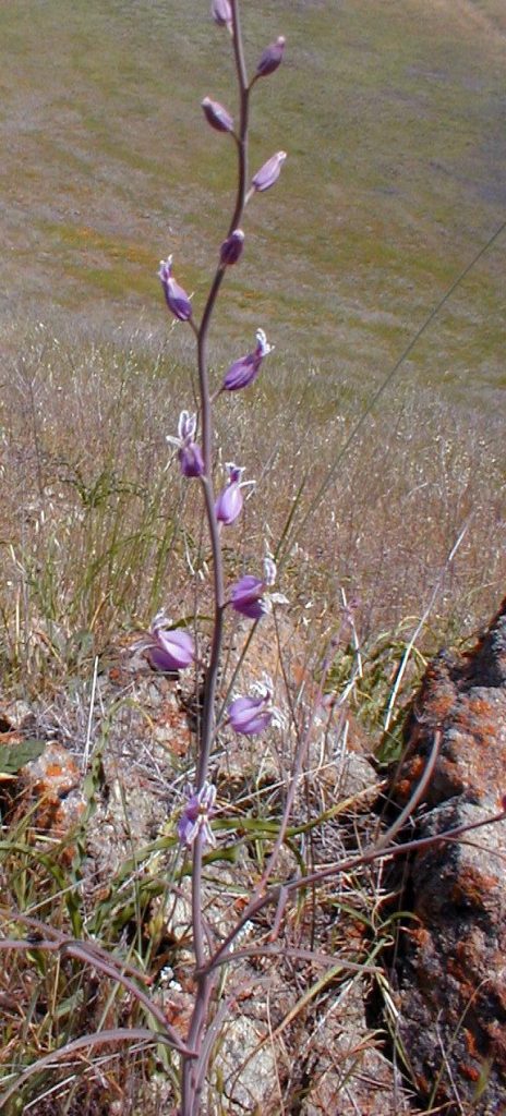 Streptanthus glandulosus subsp. glandulosus (Jewelflower) - Native Here ...