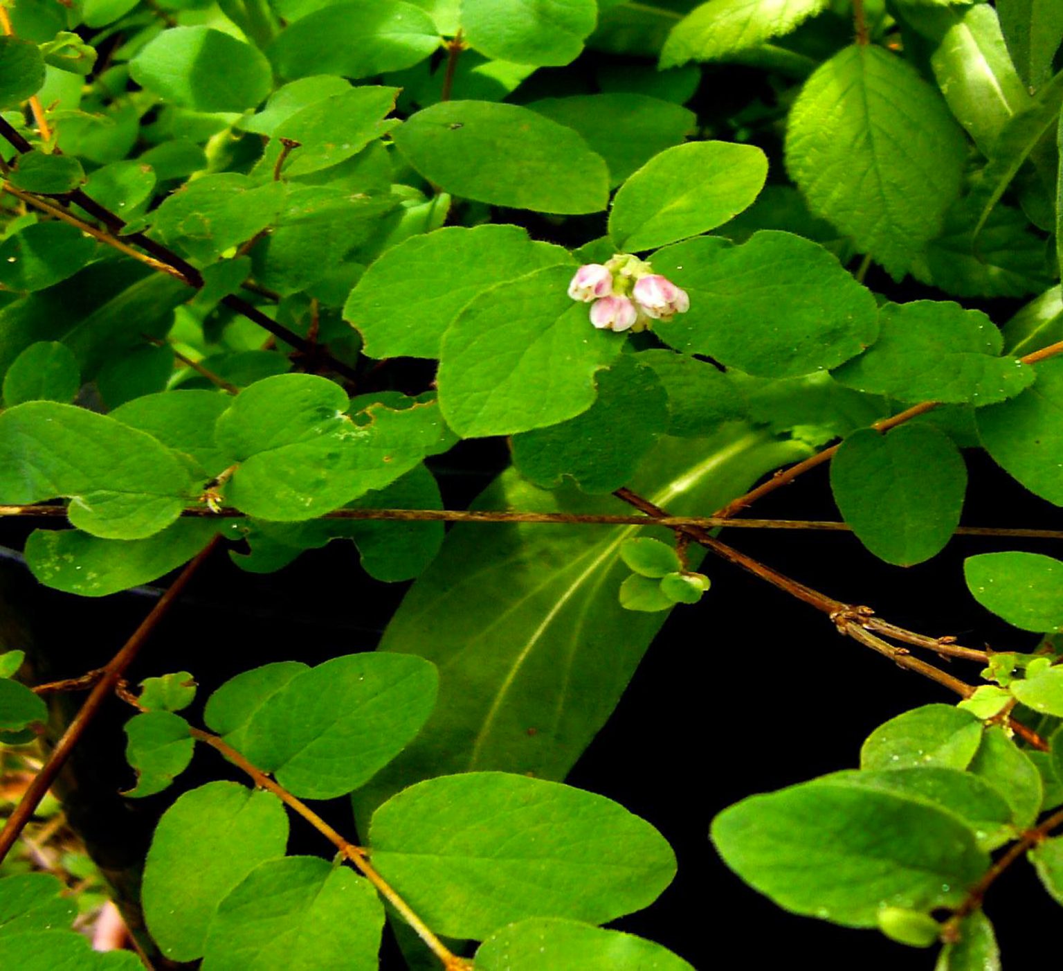 Symphoricarpos mollis (Creeping Snowberry ) - Native Here Nursery