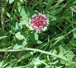 Trifolium willdenovii (Tomcat Clover) - Native Here Nursery