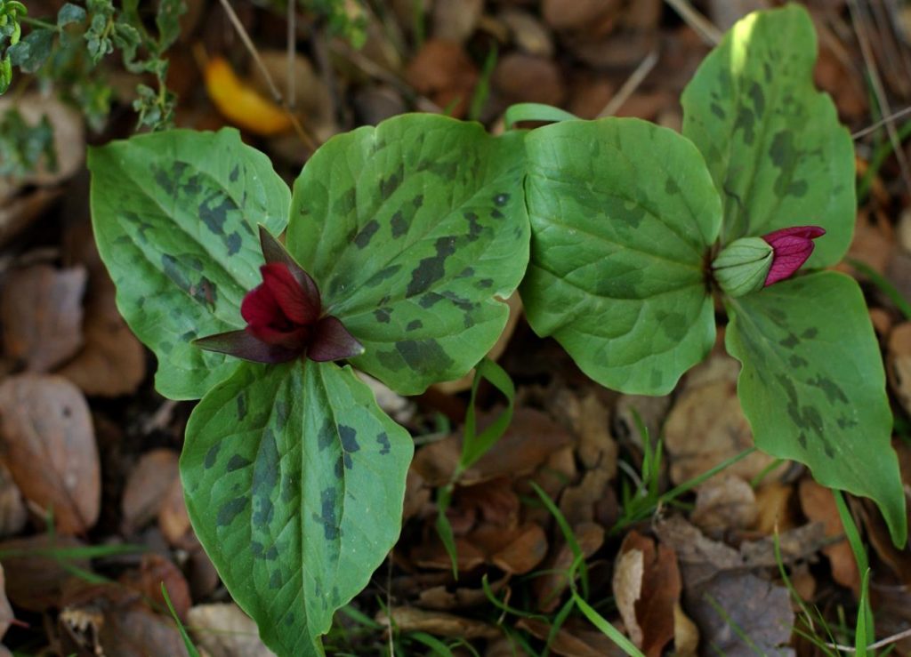Trillium chloropetalum (Giant Trillium) - Native Here Nursery