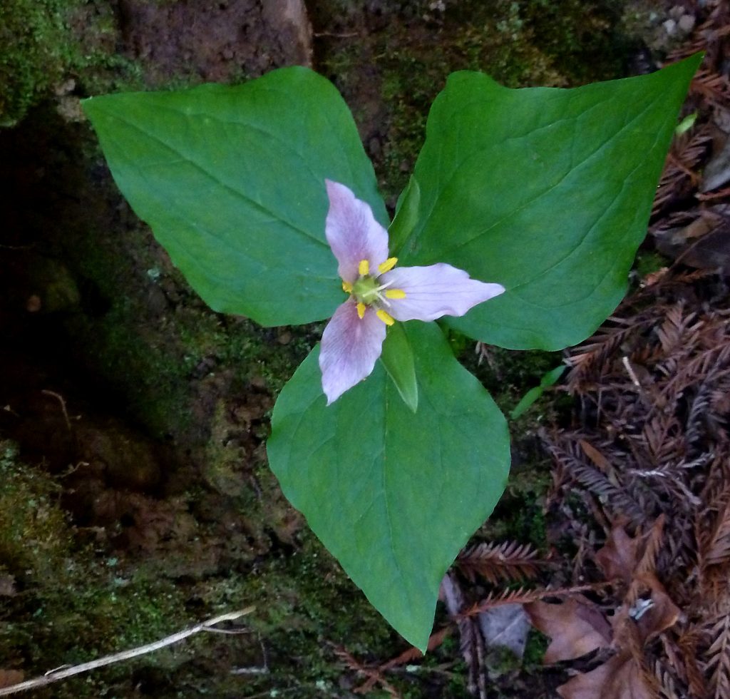 Trillium ovatum subsp. ovatum (White Trillium) - Native Here Nursery