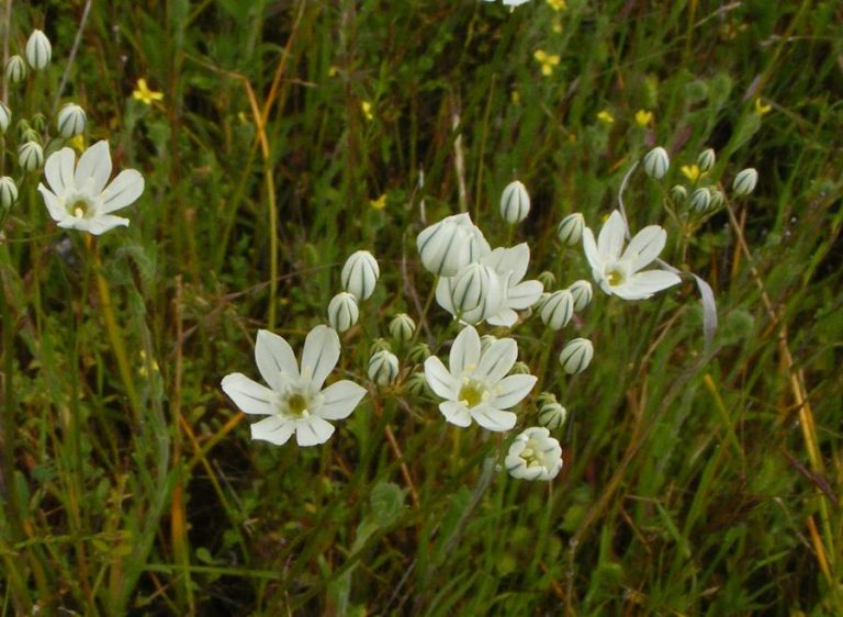 Triteleia hyacinthina (White Brodiaea) - Native Here Nursery