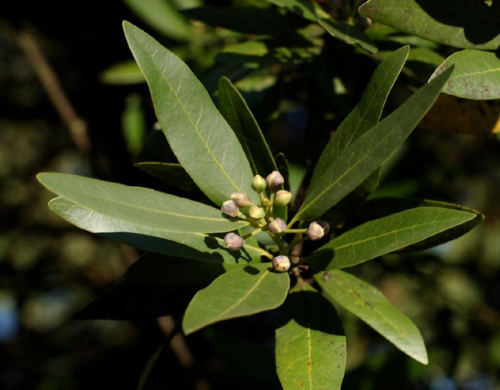 Umbellularia californica (California Bay) - Native Here Nursery