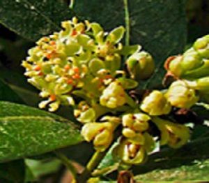 Umbellularia californica (California Bay) - Native Here Nursery