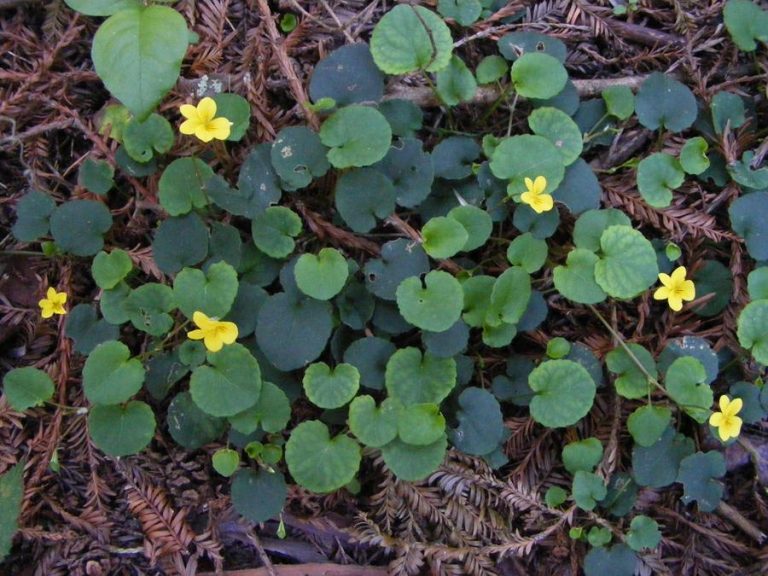 Viola sempervirens (Evergreen Violet) - Native Here Nursery
