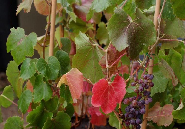 Vitis californica (California Grape) - Native Here Nursery
