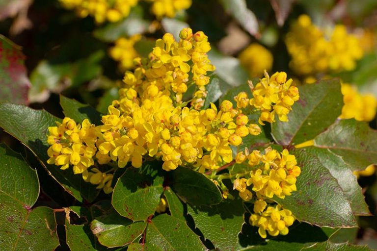 Berberis aquifolium var. dictyota (Oregon Grape) - Native Here Nursery