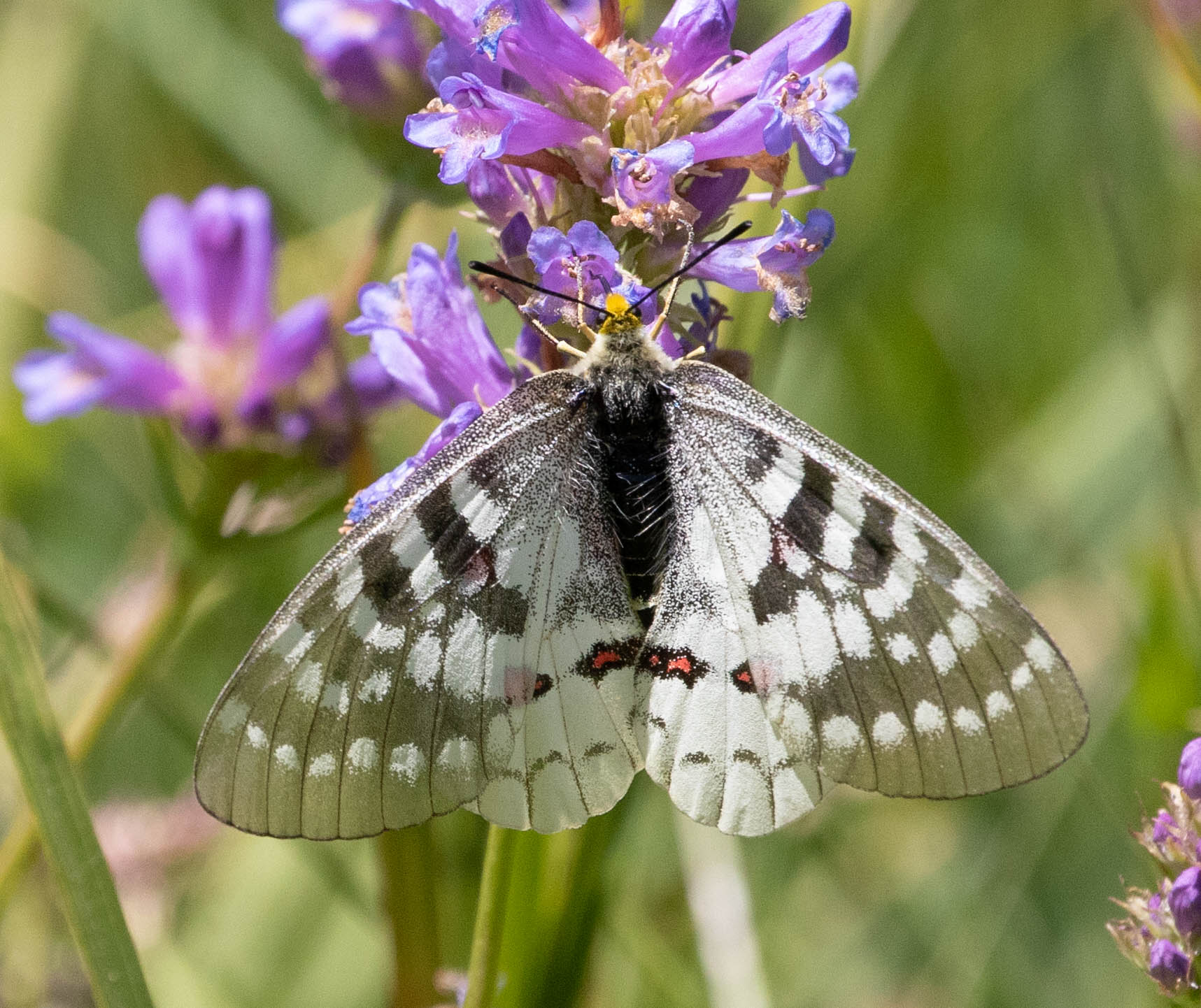 Clodius Parnassian - Native Here Nursery