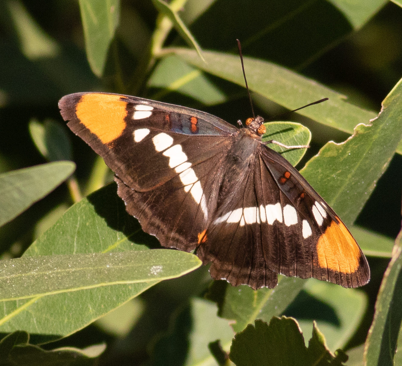 California Sister - Native Here Nursery