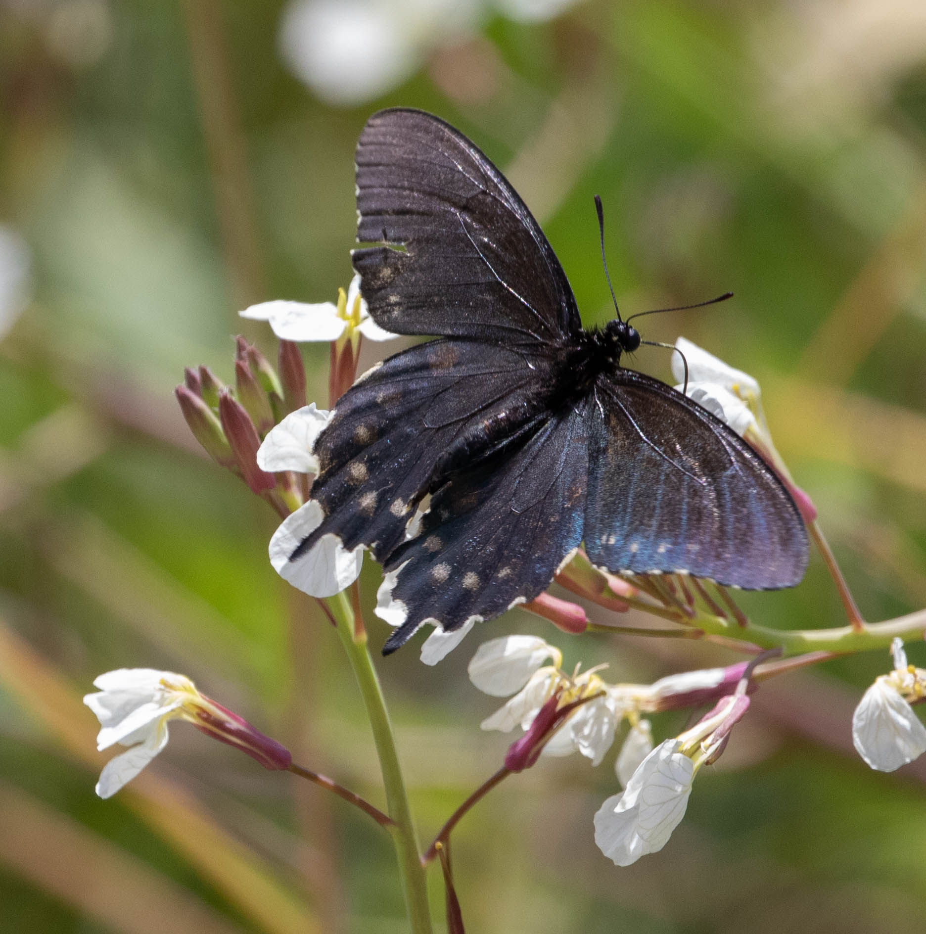California Pipevine Swallowtail - Native Here Nursery