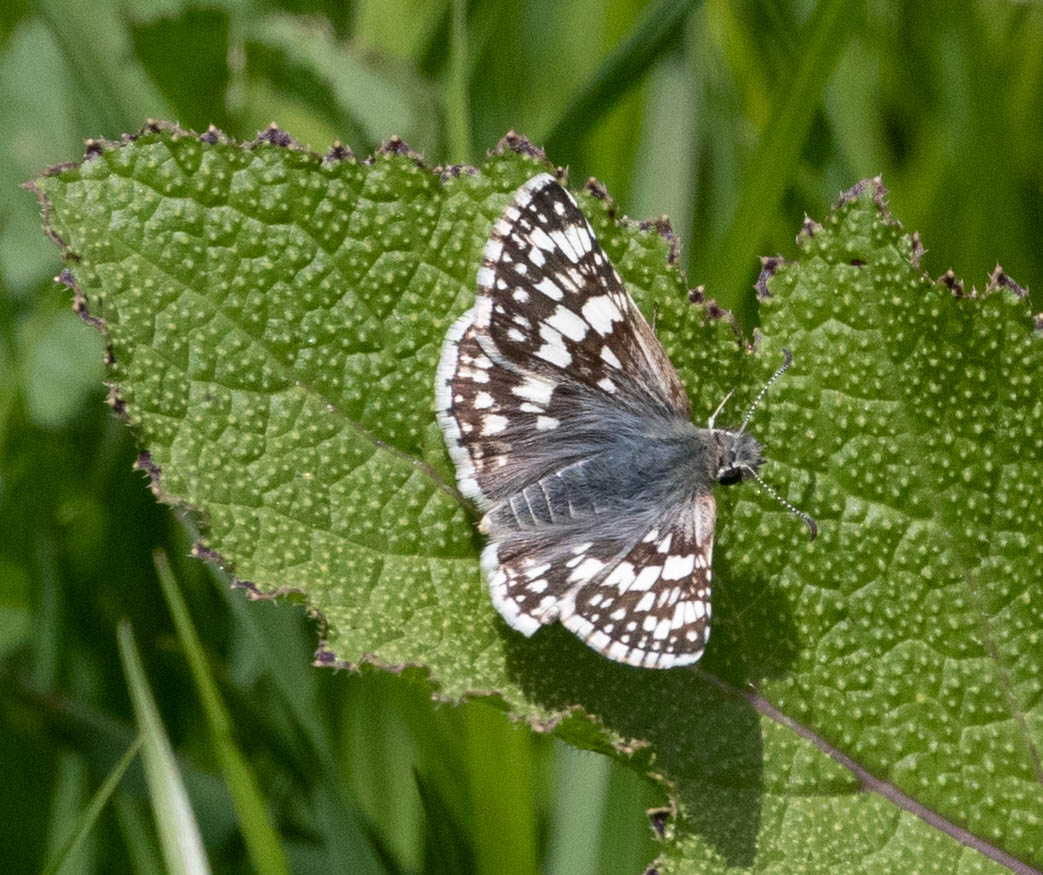 Common Checkered Skipper - Native Here Nursery