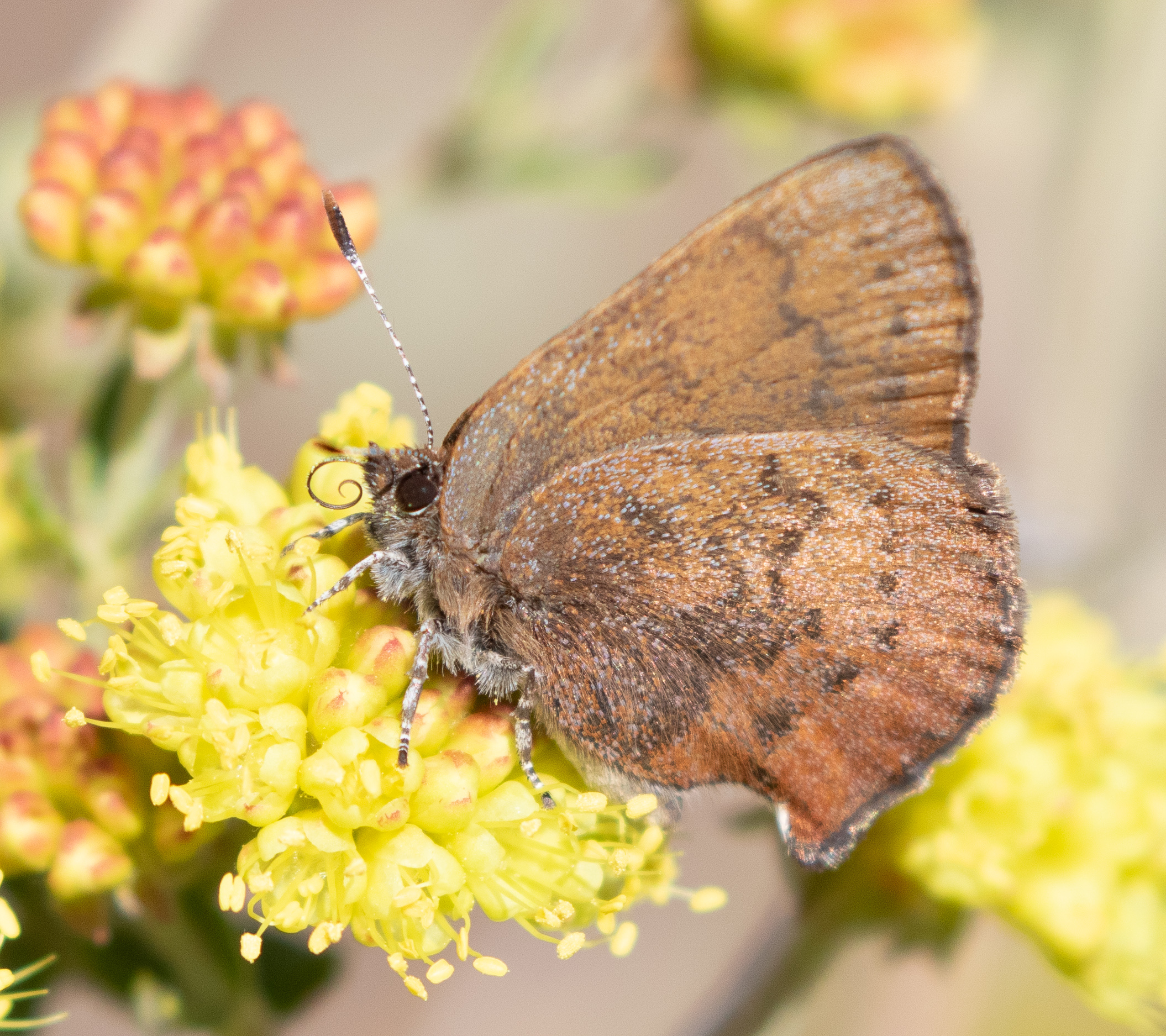 Western Brown Elfin - Native Here Nursery