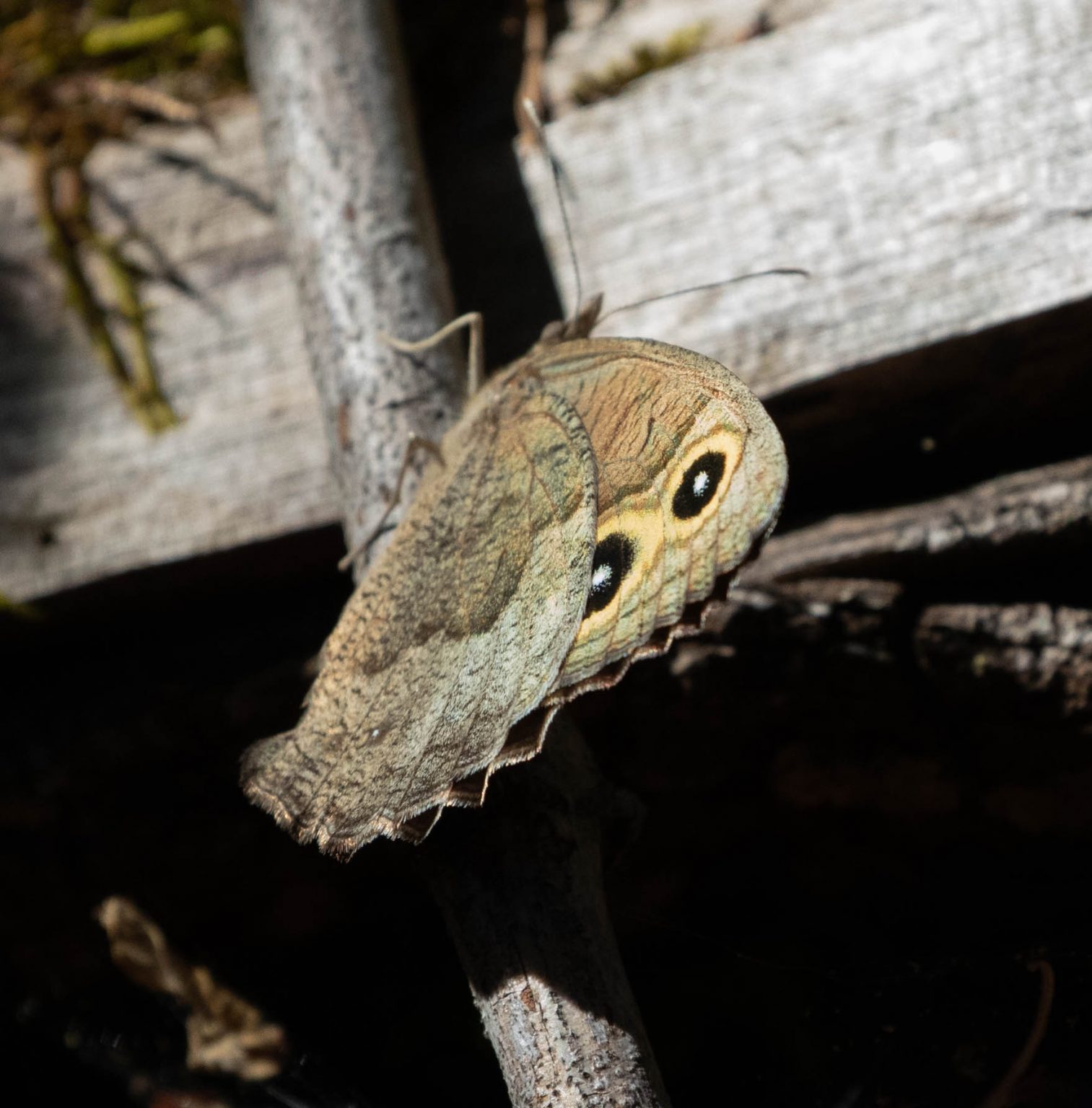 Common Wood Nymph - Native Here Nursery