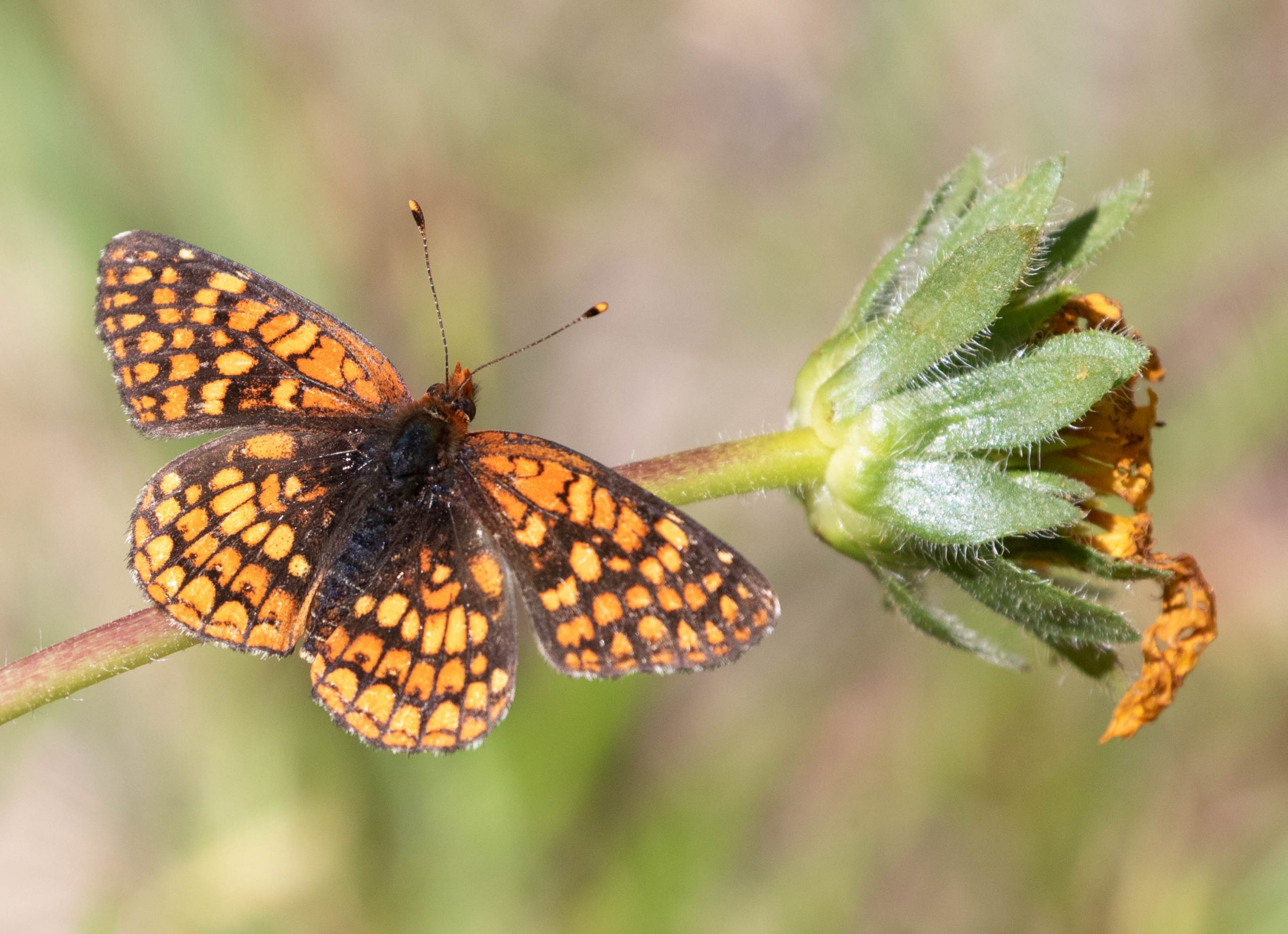 Northern Checkerspot - Native Here Nursery