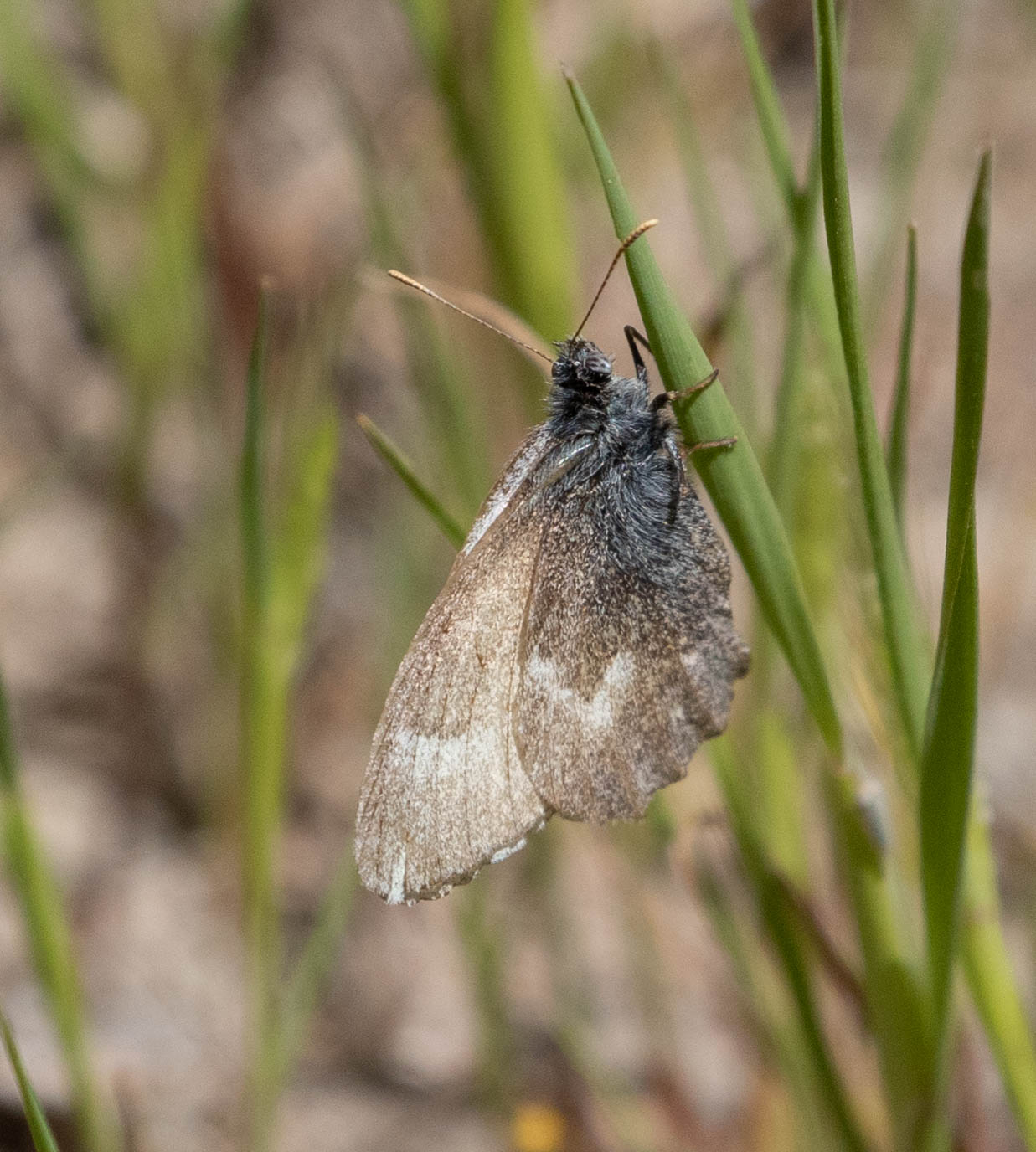 California Ringlet - Native Here Nursery