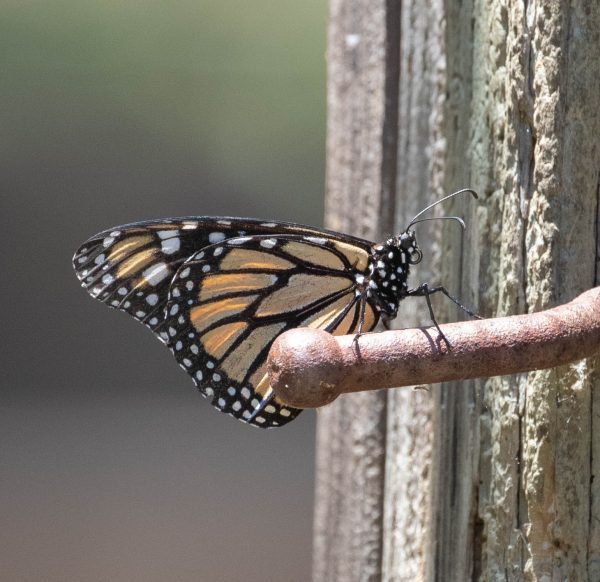 Monarch - Native Here Nursery