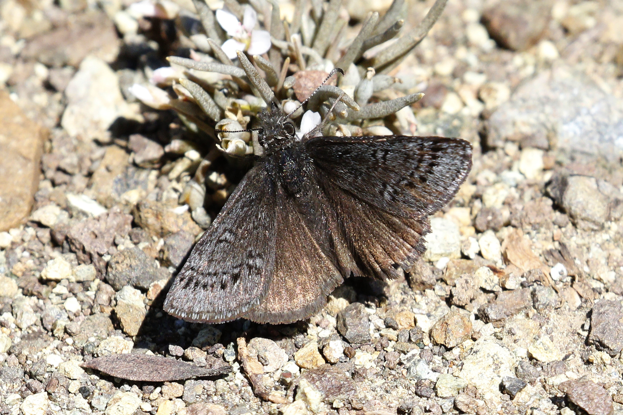 Sleepy Duskywing - Native Here Nursery